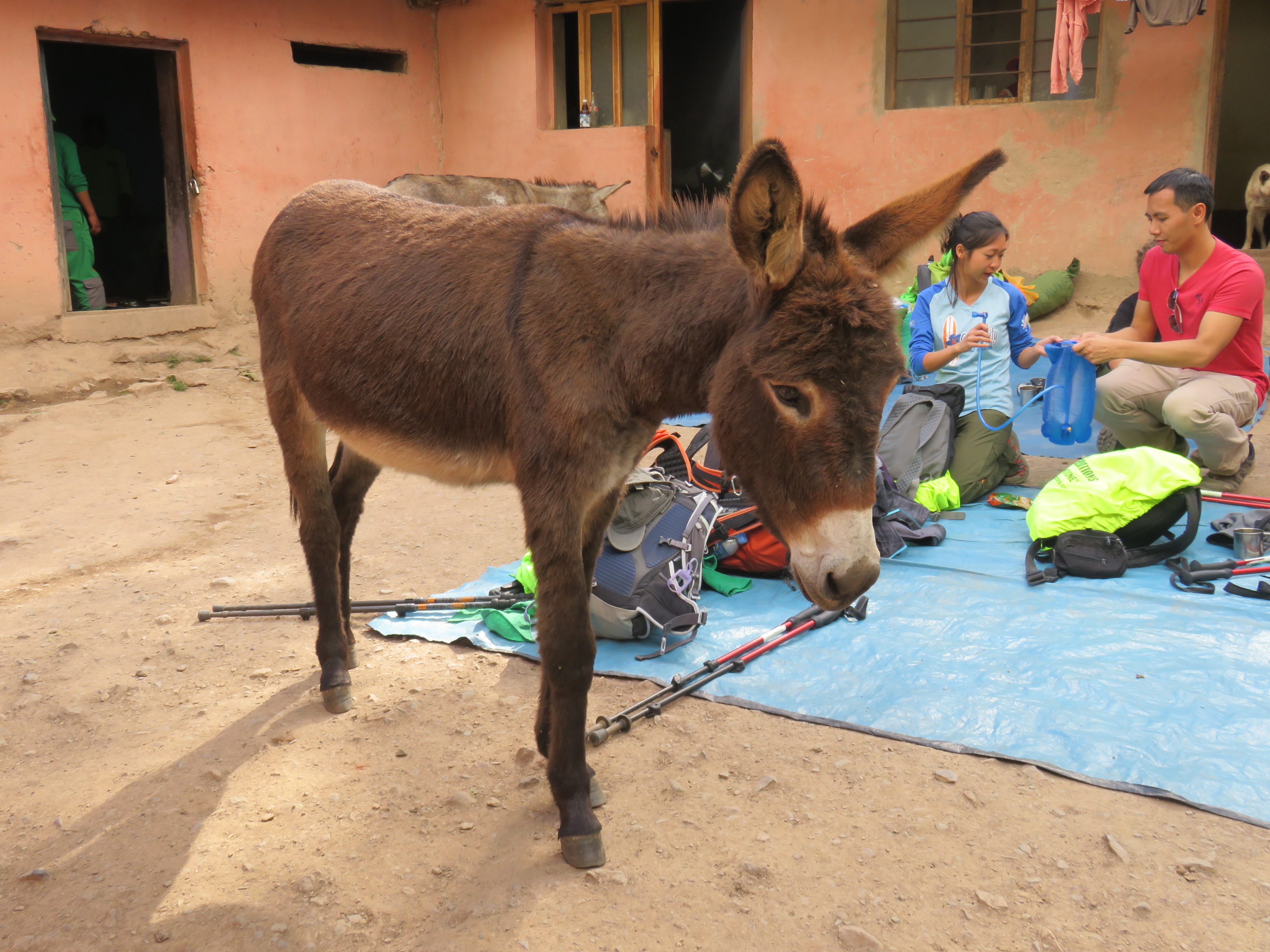 Hello Donkey – Postcards from the Crumps