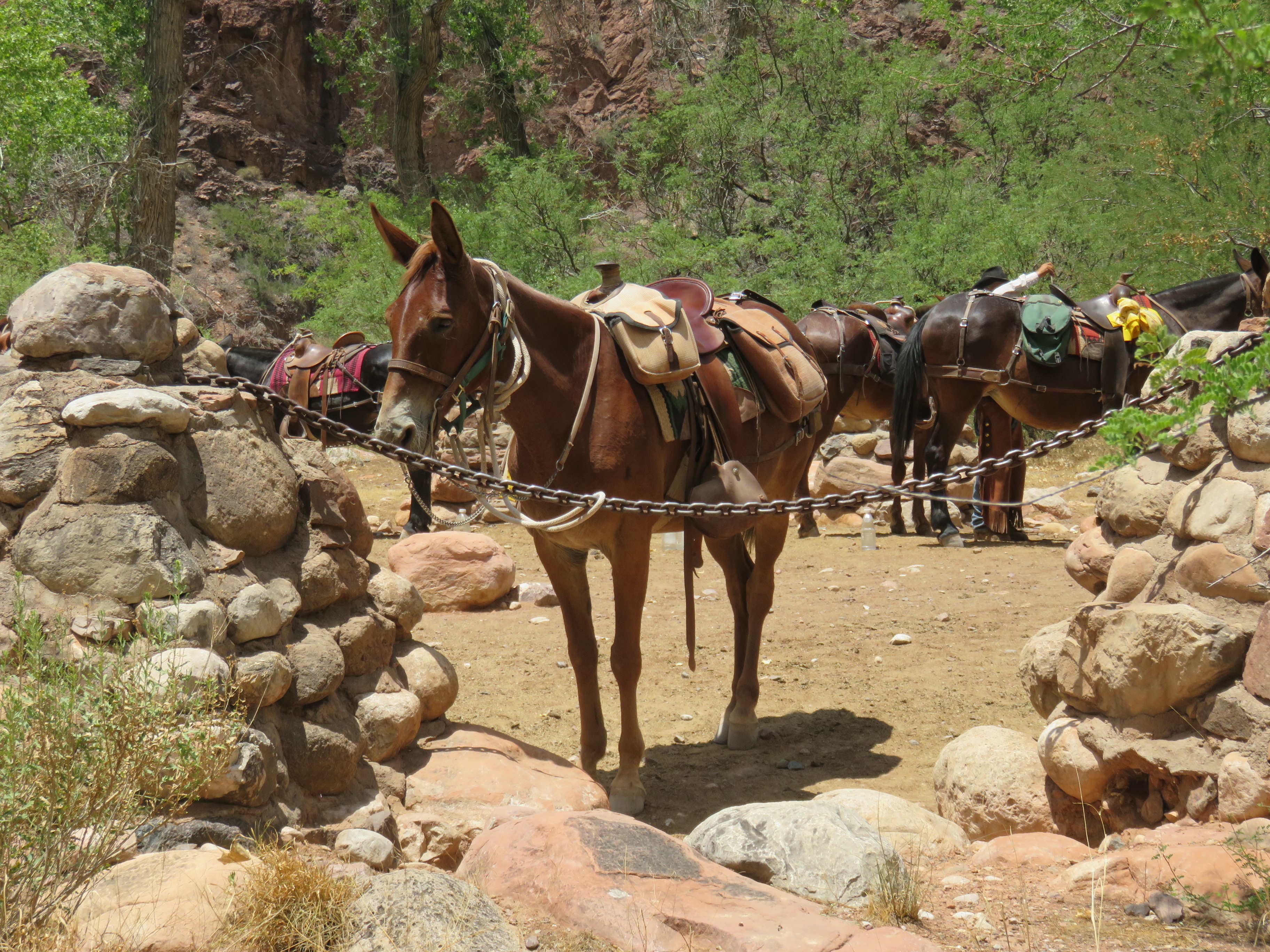 Mules at Phantom Ranch – Postcards from the Crumps